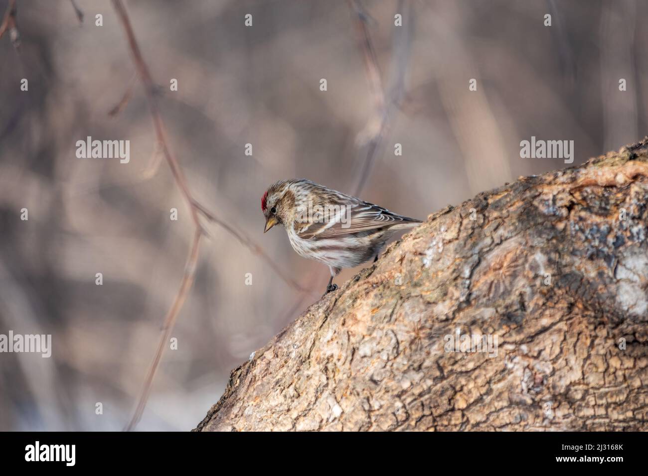 Common redpoll, cute bird with bright red patch on its forehead sits on ...