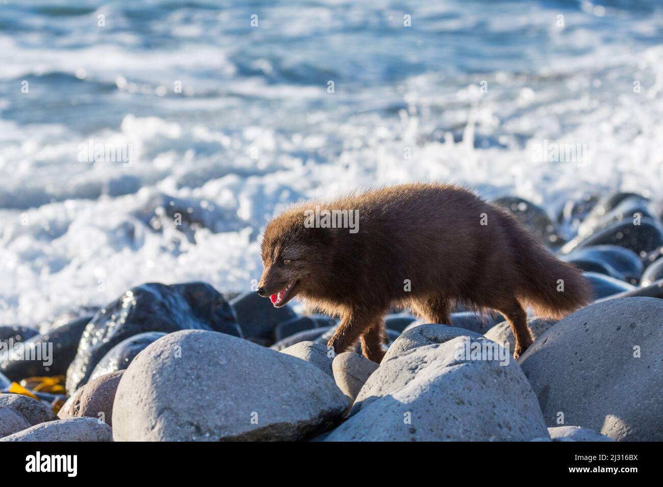 Arctic fox on the beach, Alopex lagopus, Hornstrandir Nature Reserve ...