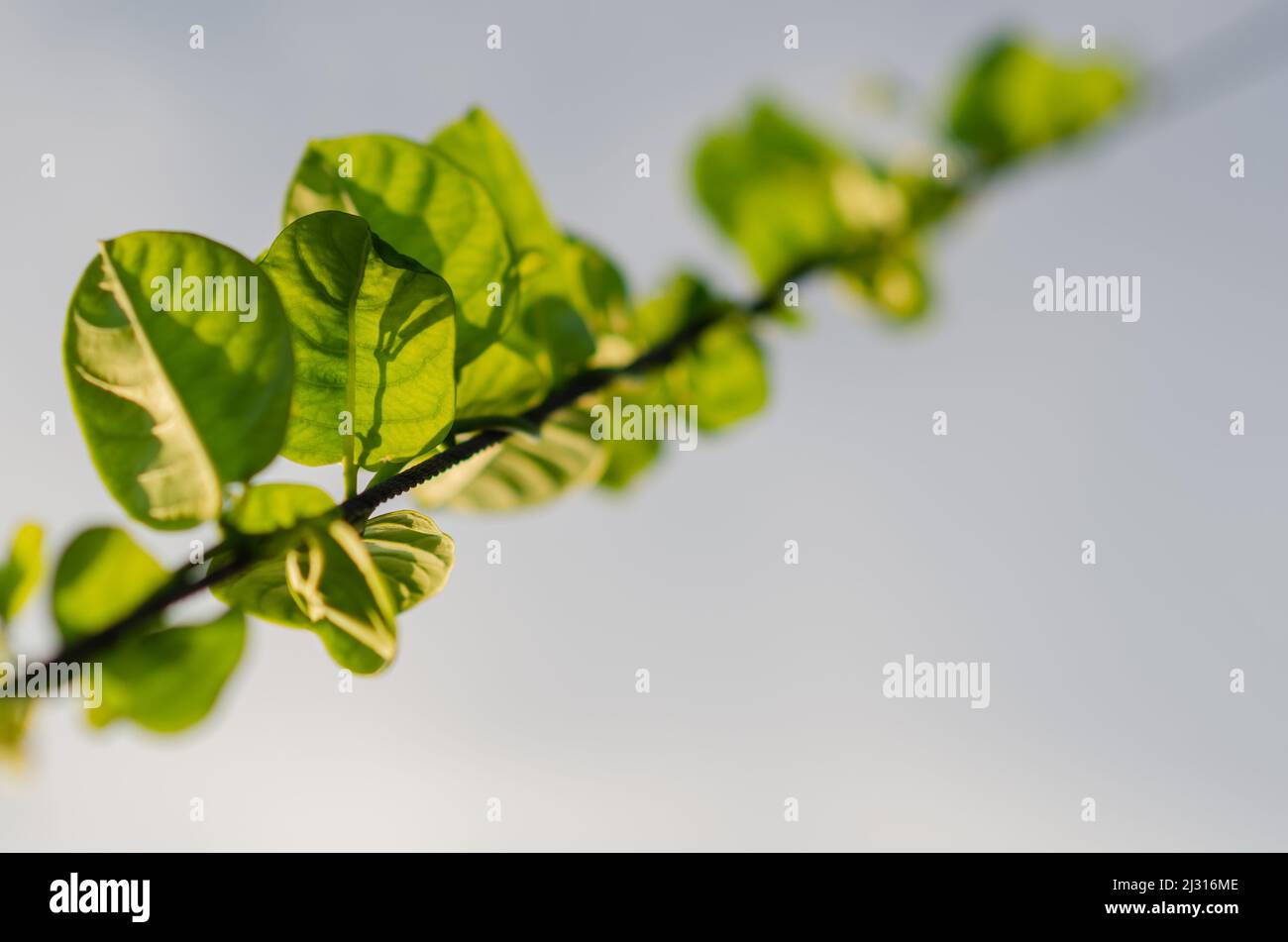Climber tree hi-res stock photography and images - Alamy