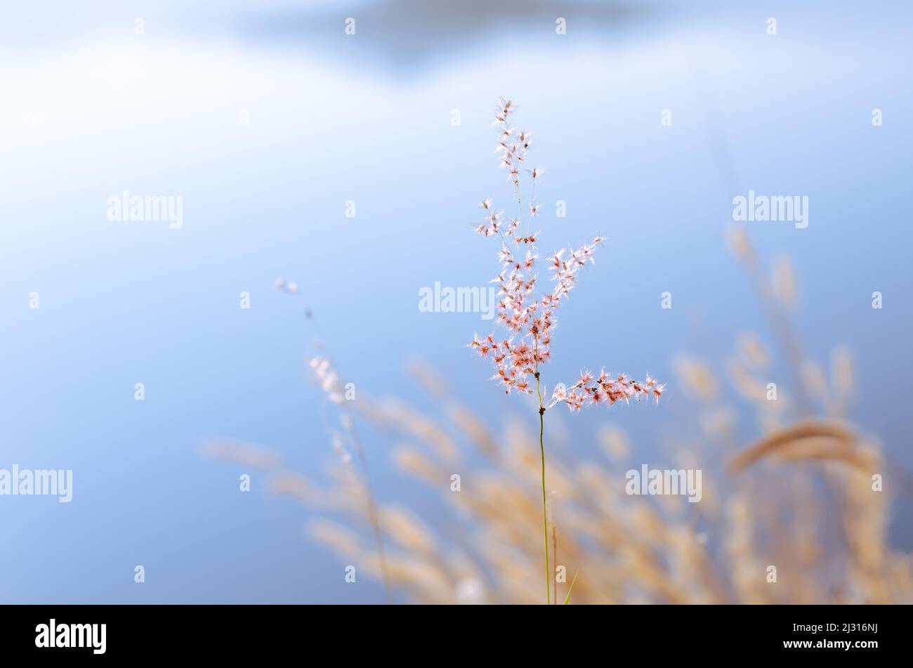Rose Natal grass with blurry brown and blue color background from dry ...