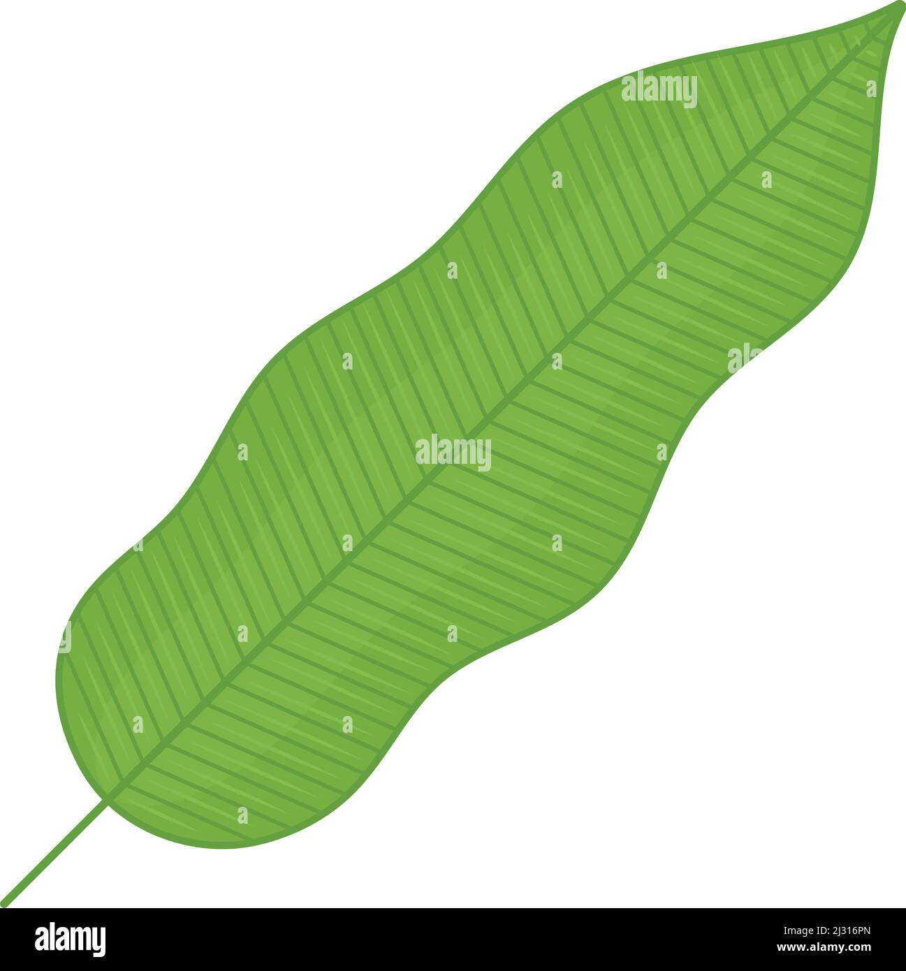 long leaf icon Stock Vector Image & Art - Alamy