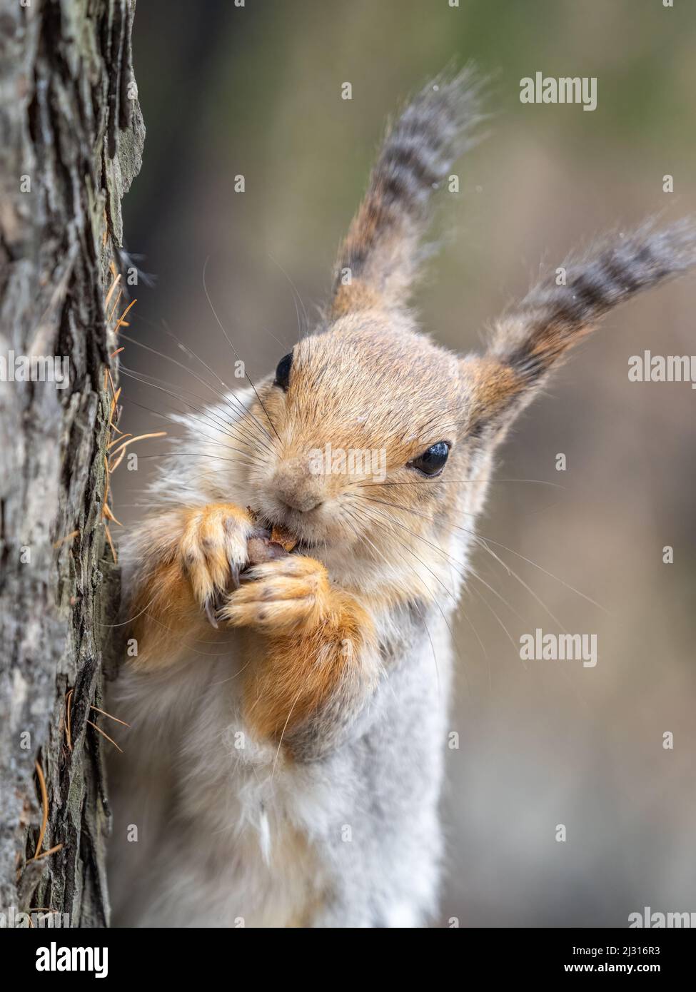 A squirrel with a fashionable hairstyle and lush wavy tassels on its ...