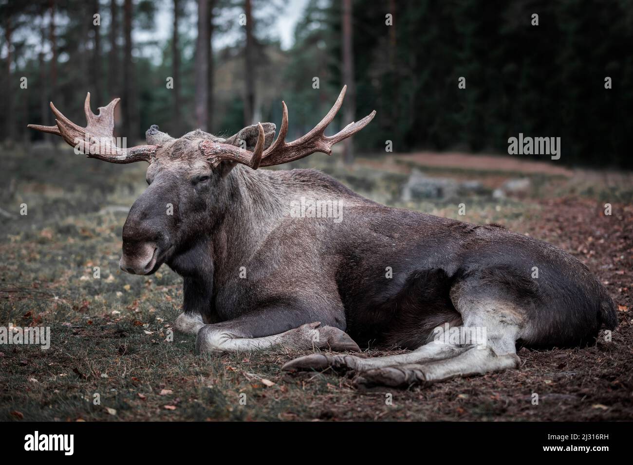 Animal with antler hi-res stock photography and images - Alamy