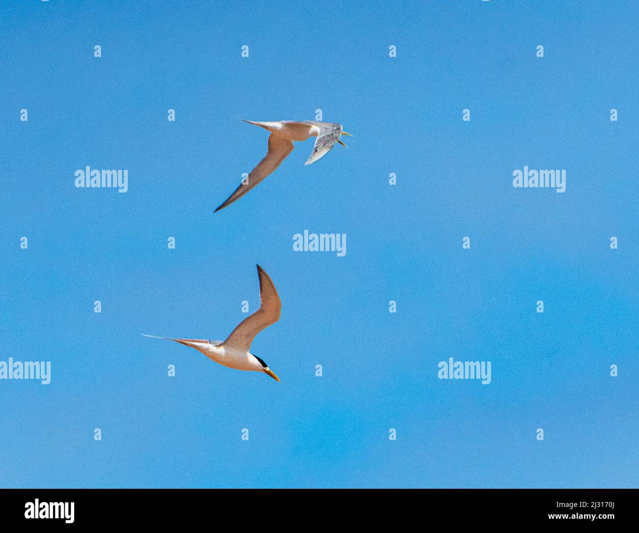 A pair of Australian Fairy Terns (Sternula nereis) in flight, Point ...