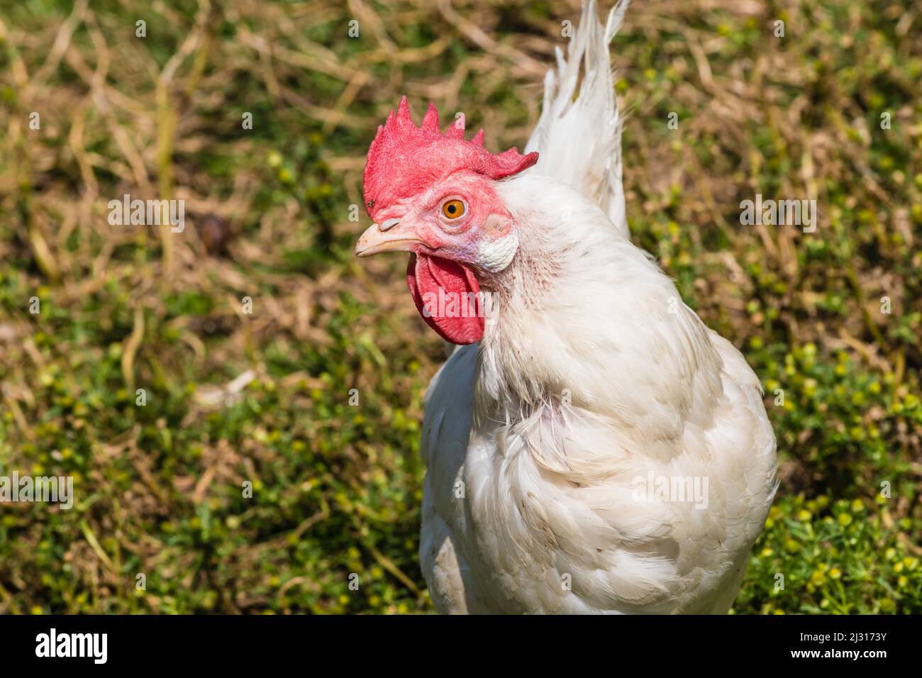 Chicken south tyrol hi-res stock photography and images - Alamy