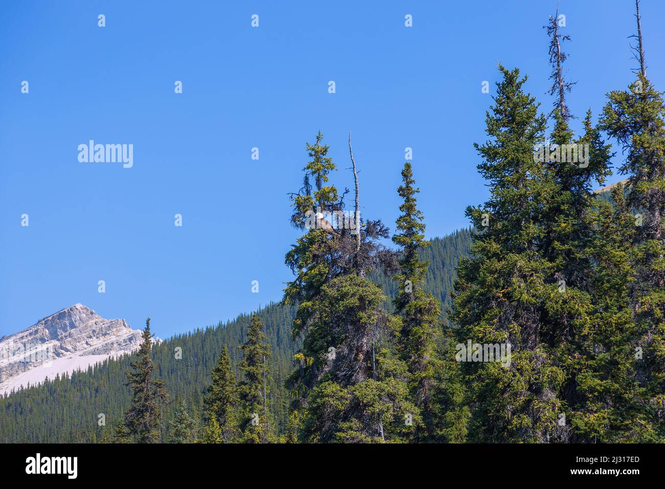 Jasper National Park, Bald Eagle Stock Photo - Alamy