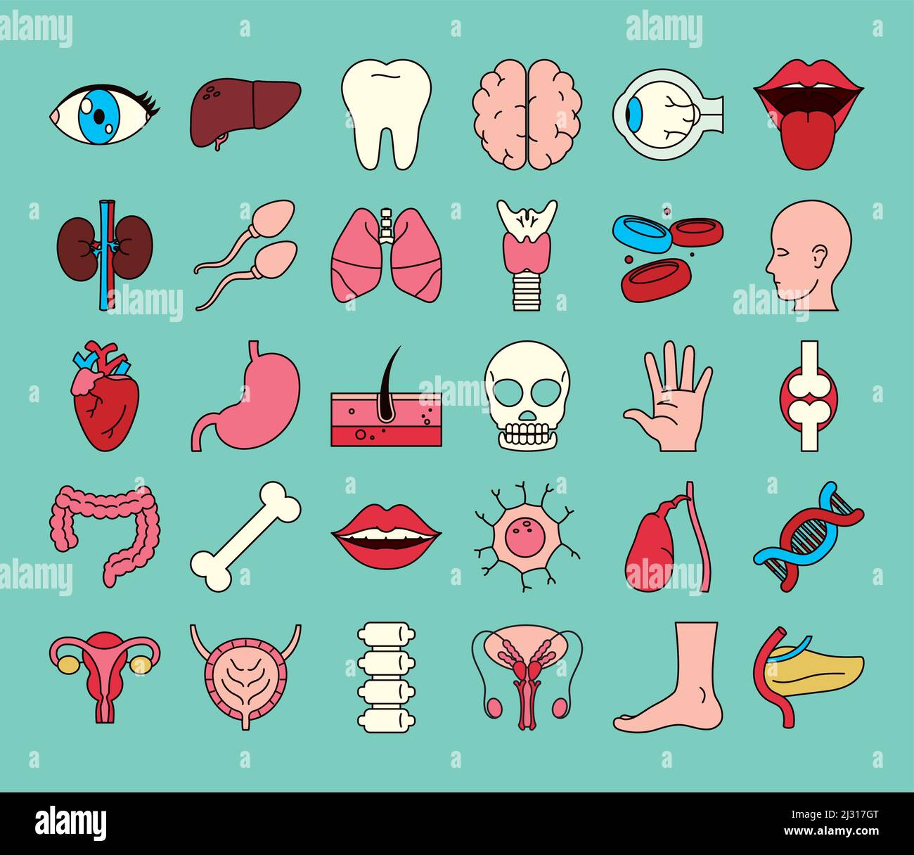 human body icon set Stock Vector Image & Art - Alamy