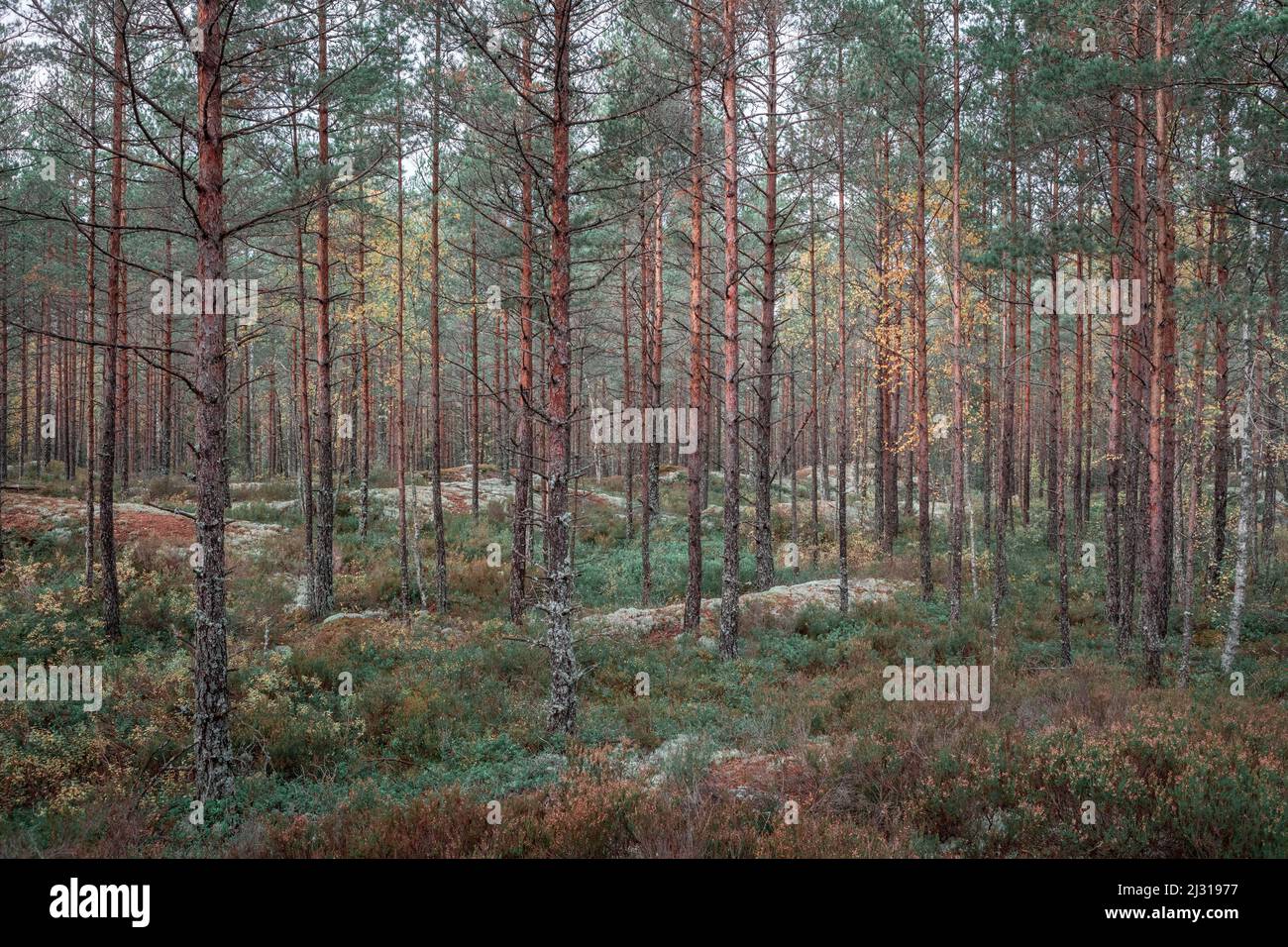 Forest of Tiveden National Park in Sweden Stock Photo - Alamy