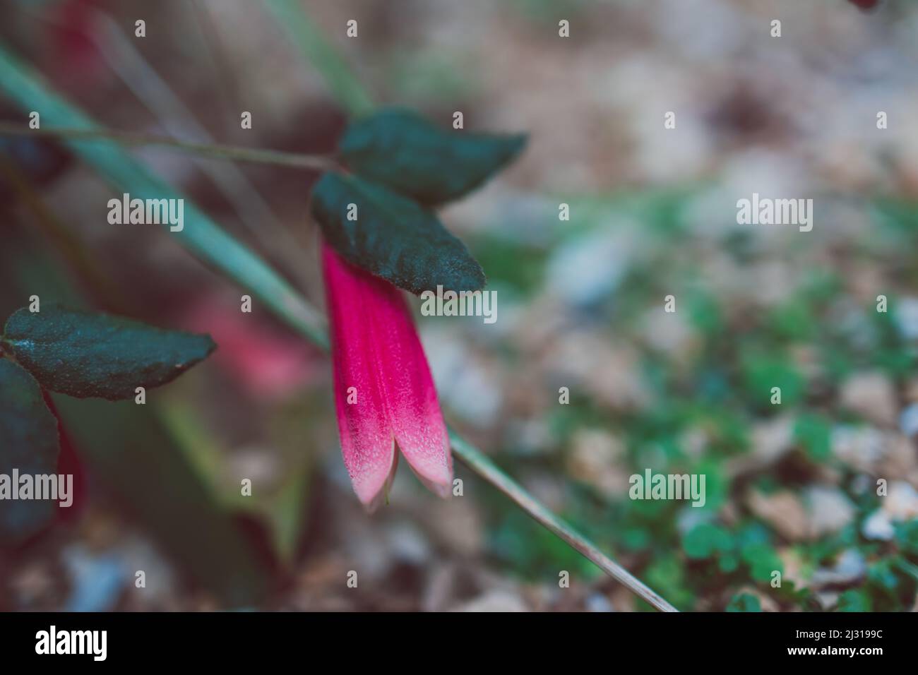 Australian native correa plant with small red bell-shaped flowers in ...
