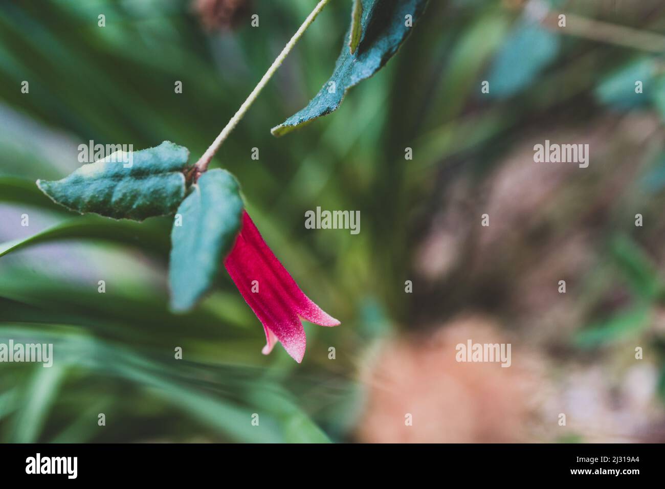 Australian native correa plant with small red bell-shaped flowers in ...