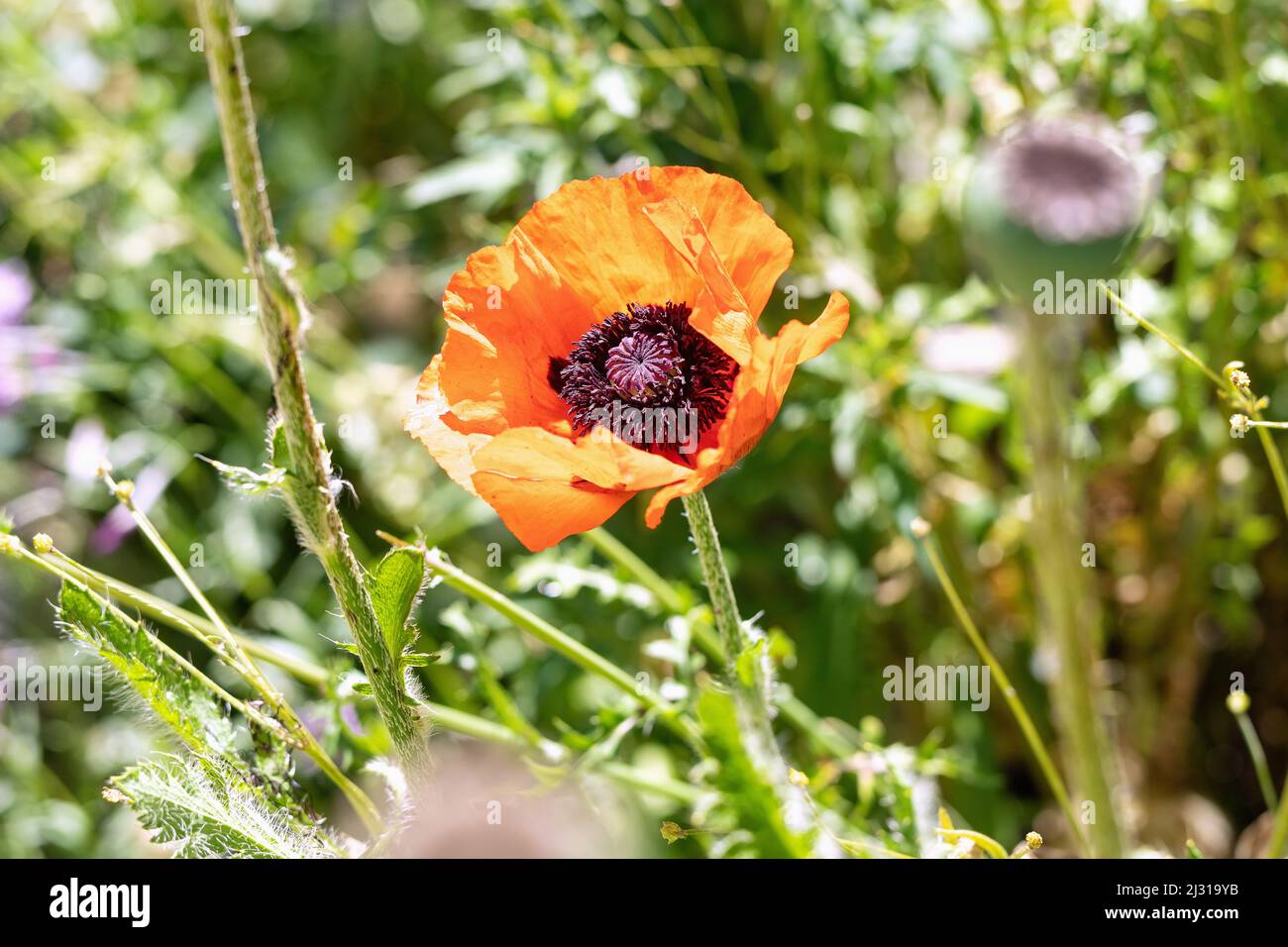 Turkish poppy hi-res stock photography and images - Alamy