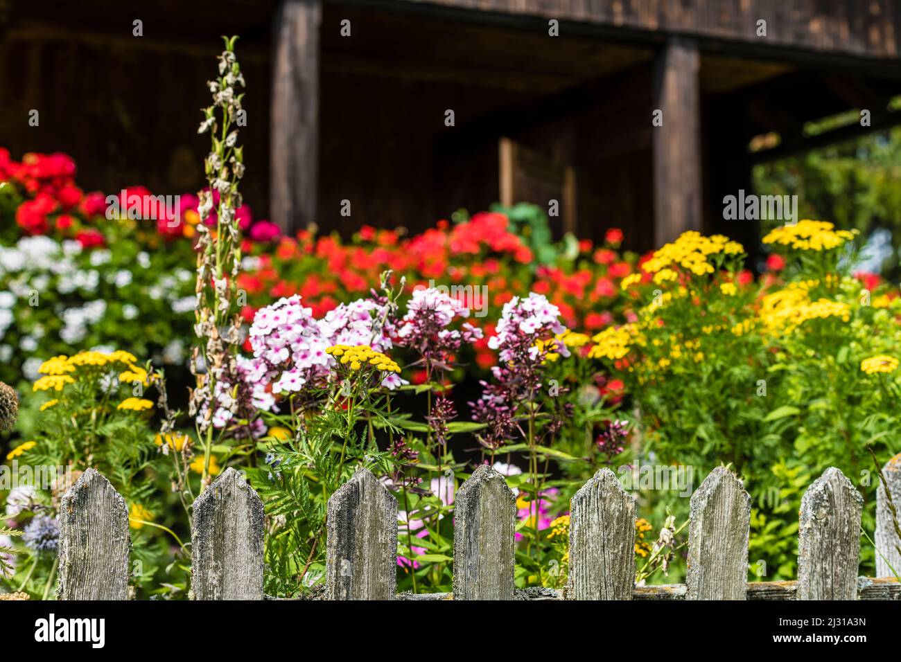 Flowers, front garden, farmhouse, Aldein, Radein, South Tyrol, Alto ...