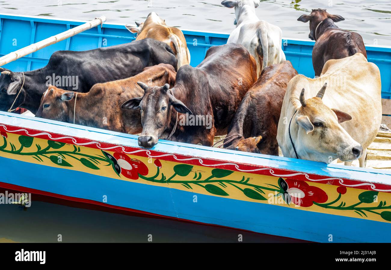 Cattle cows boat transport hi-res stock photography and images - Alamy