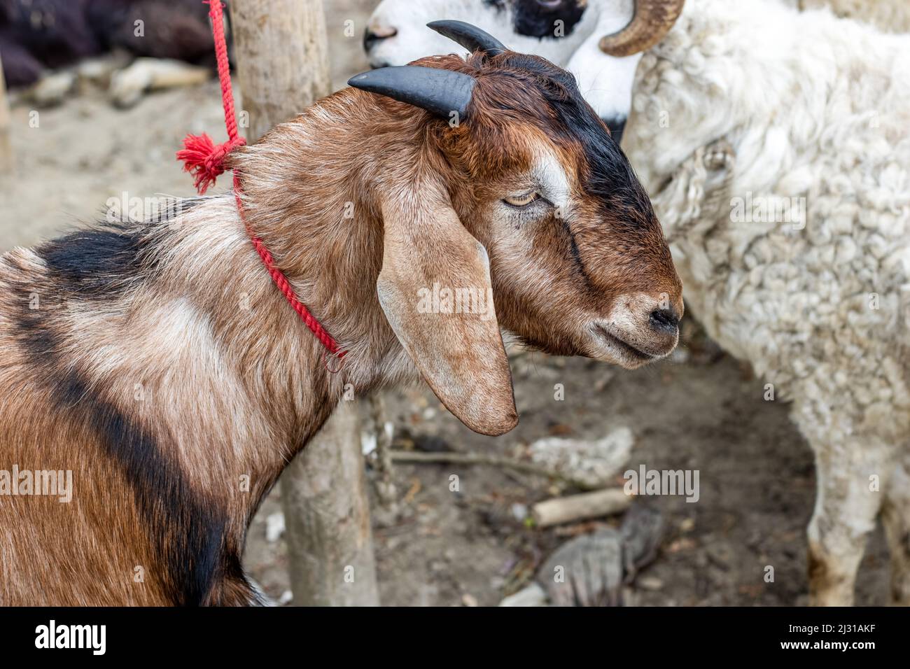 Domestic goat in animal market close up shot Stock Photo - Alamy