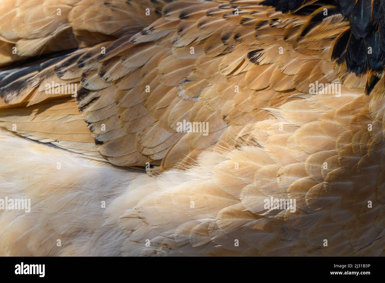 Exotic rooster hi-res stock photography and images - Alamy