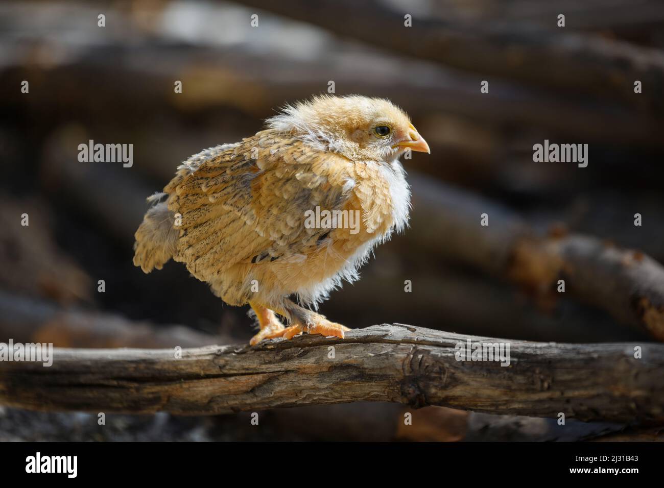 Chicken babies hi-res stock photography and images - Alamy