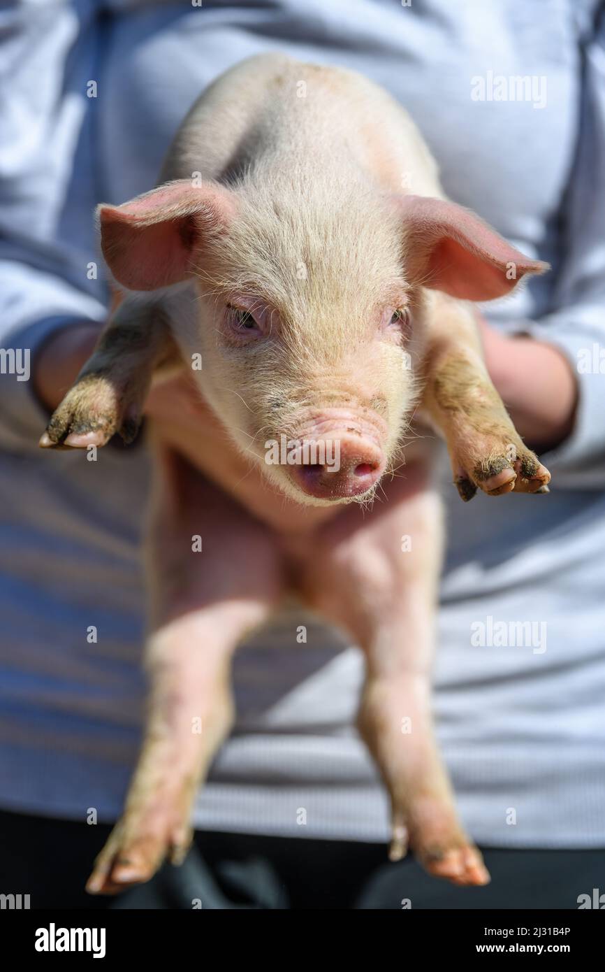 Farmer woman farmer pig farm pet pork rural hi-res stock photography ...