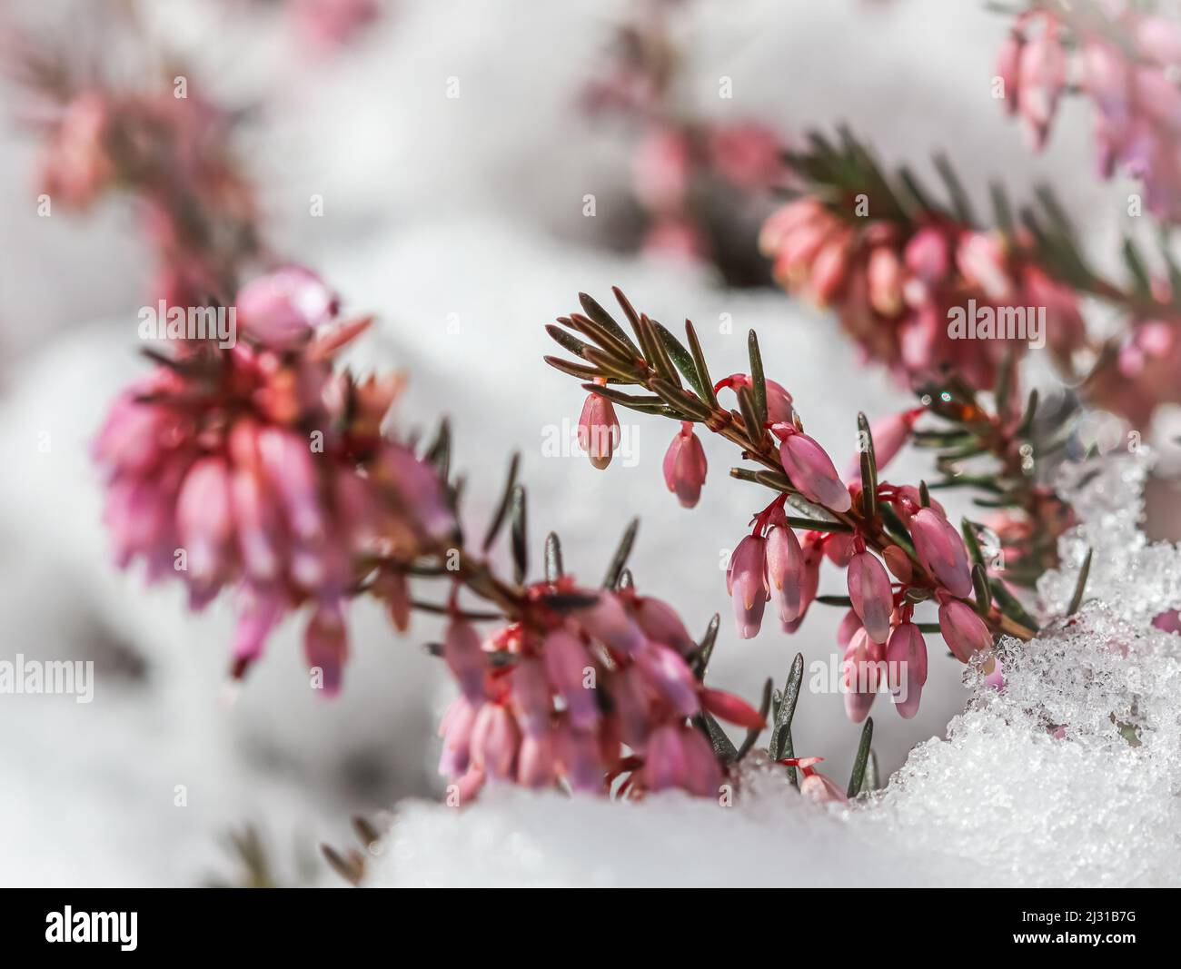 Blooming pink flowers Erica carnea Winter Heath in the snow. Spring ...