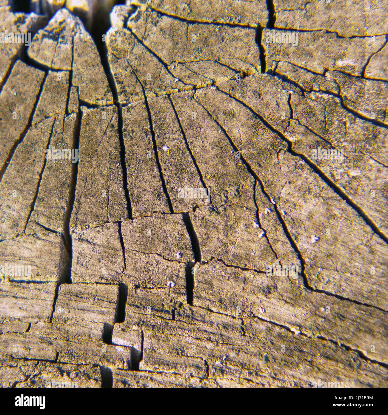 The texture of the cut of an old stump for the background and design ...
