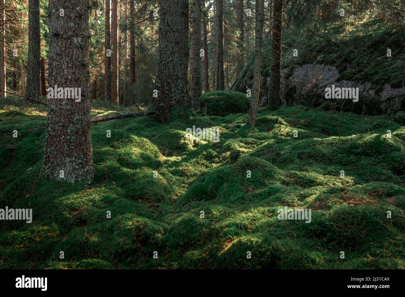 Moss soil in the forest of Tiveden National Park in Sweden Stock Photo ...
