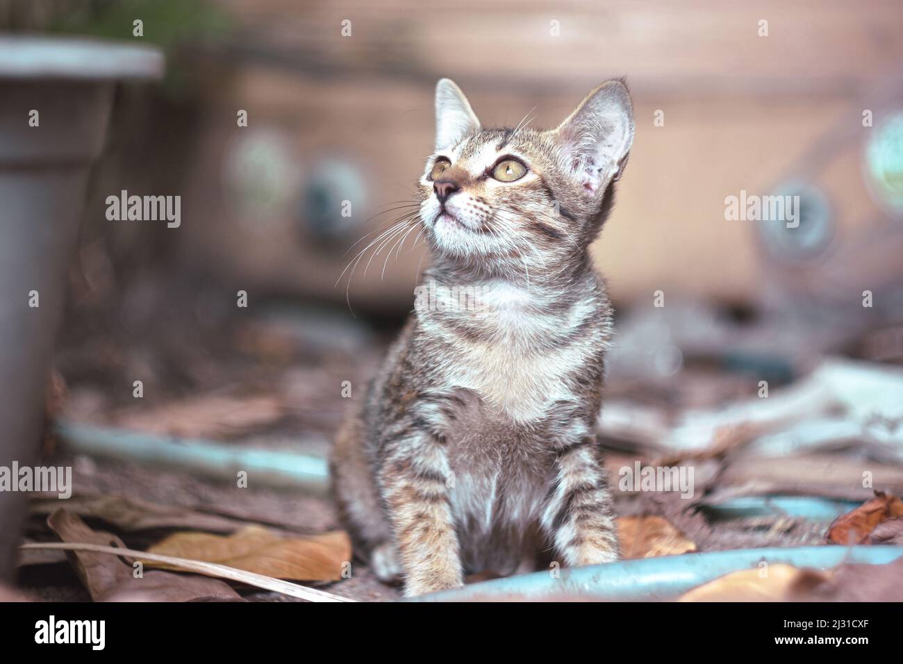 Cat siting up hi-res stock photography and images - Alamy