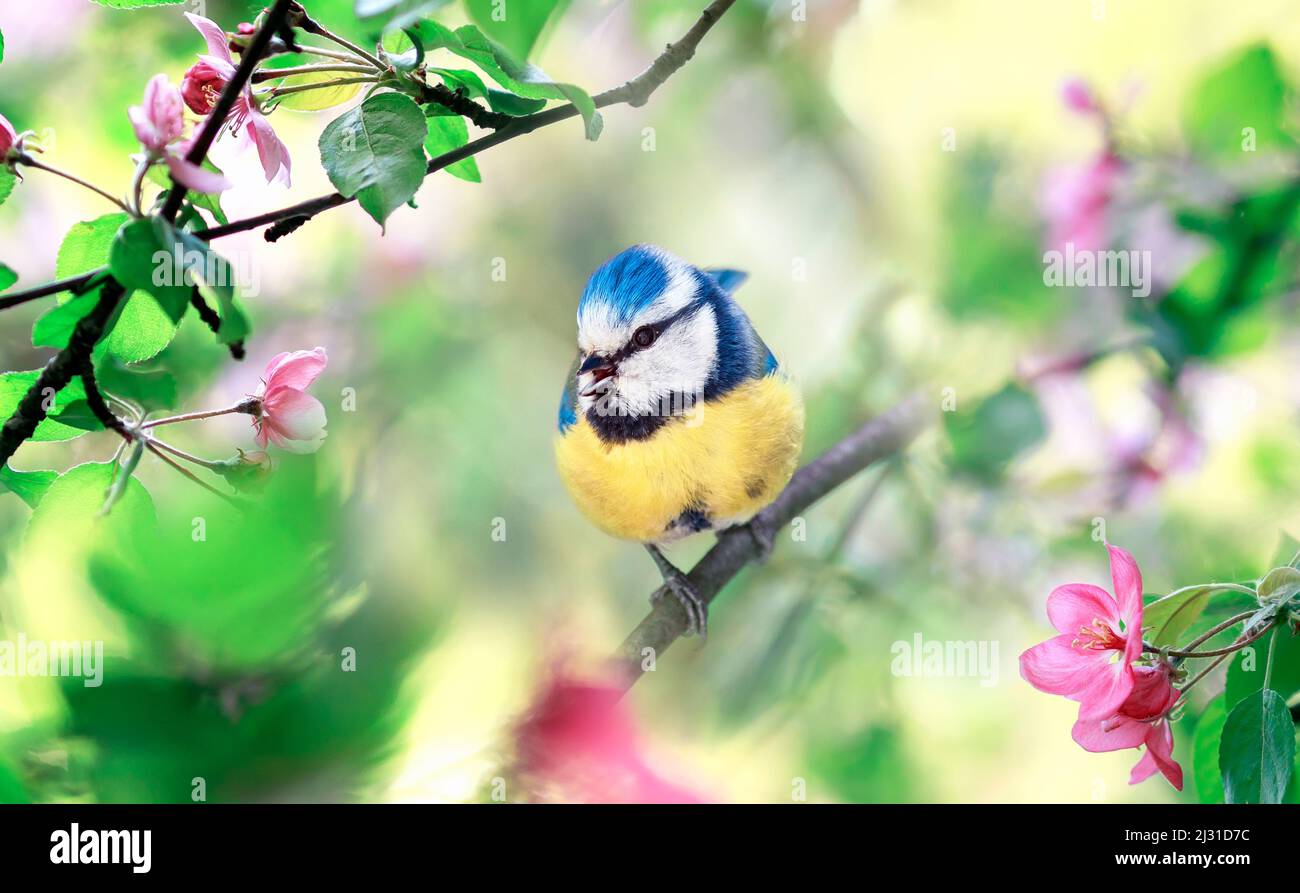 Small Bright Bird Tit Azure Sits Surrounded By Flowering Apple Branches