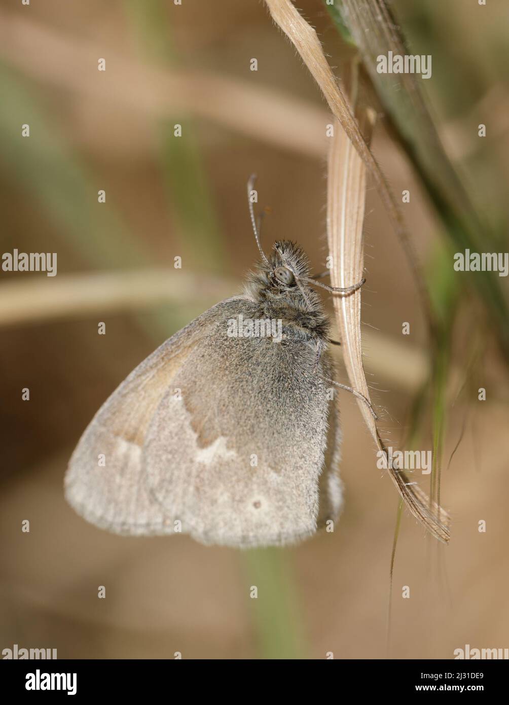 Common Ringlet butterfly perched on plant. Alum Rock Park, Santa Clara ...