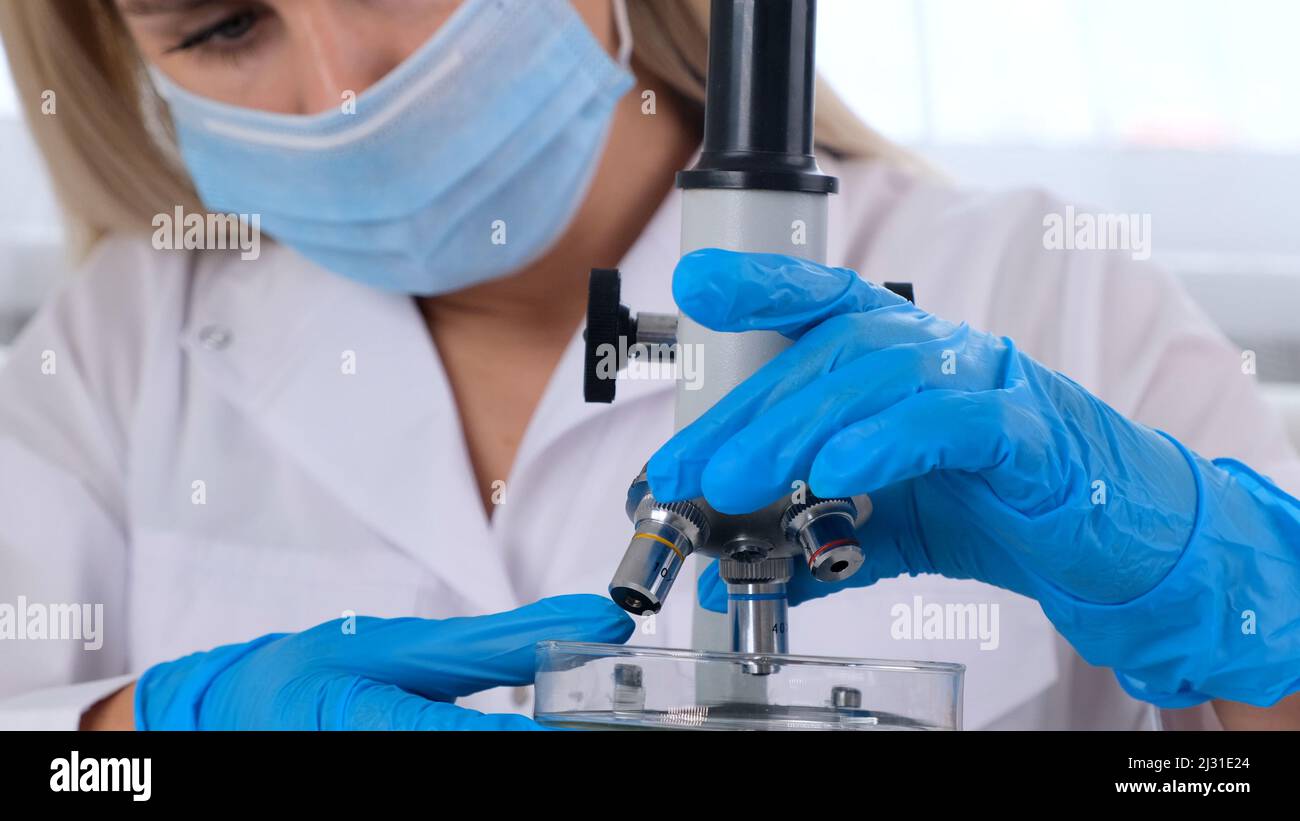 Female scientist laboratory assistant looks at a petri dish with ...