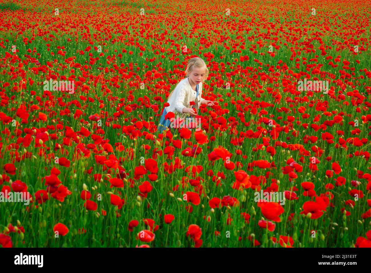 Child girl resting in a poppies spring meadow. Kids play in the field ...