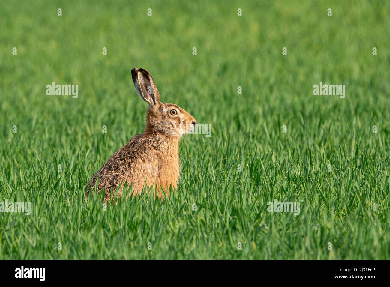 Hare in meadow spring hi-res stock photography and images - Alamy