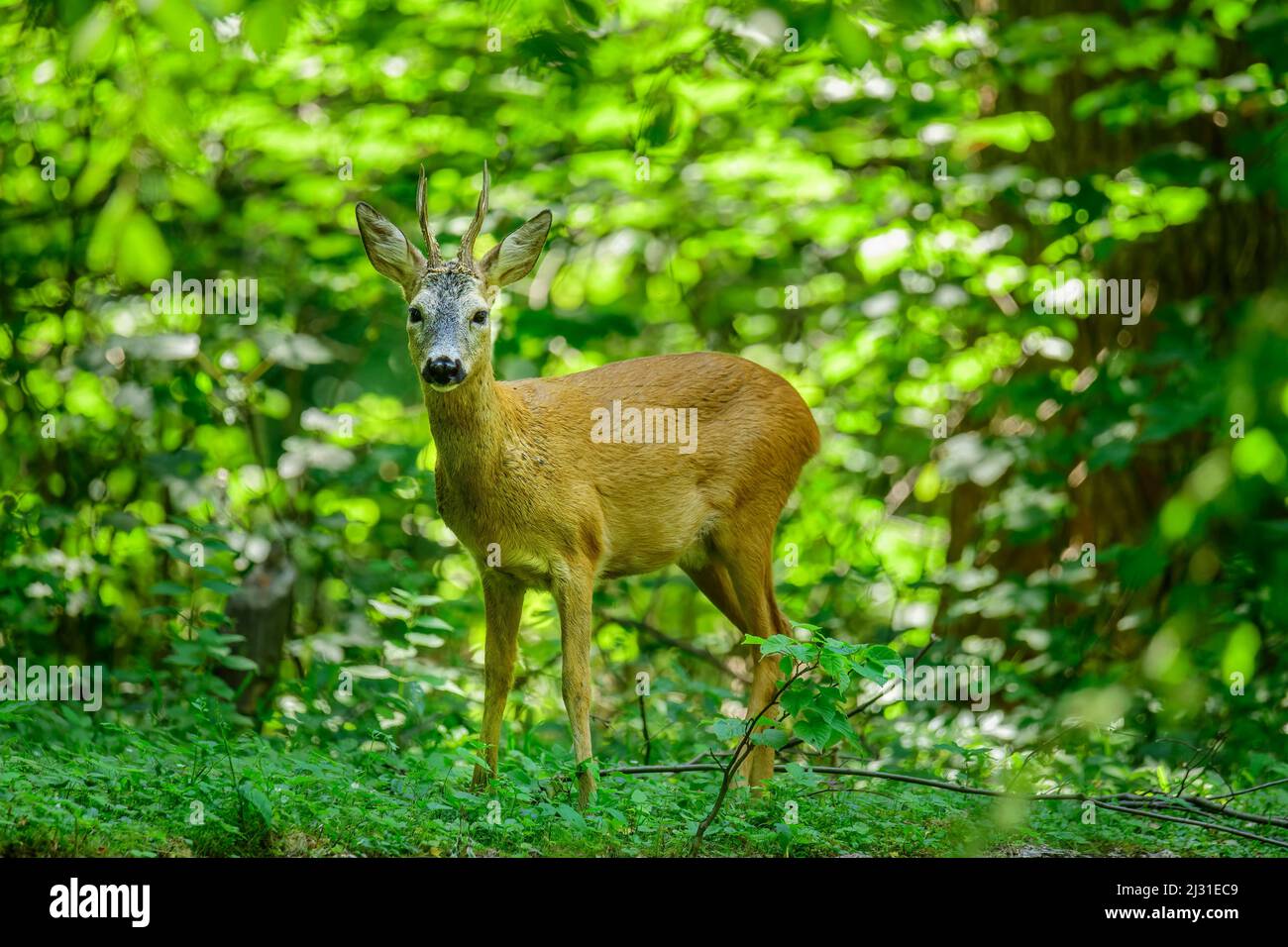 Roebuck stands in the forest, Capreolus capreolus, Nymphenburg Palace ...