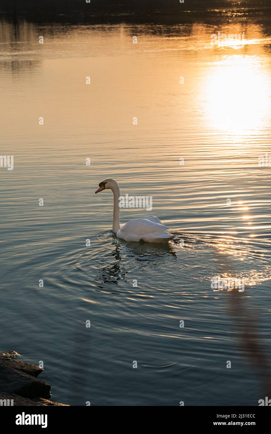 Swan river water hi-res stock photography and images - Alamy