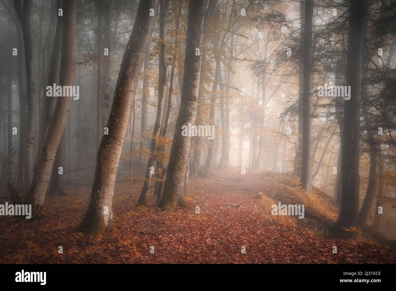 Red beech forest in November, Bavaria, Germany Stock Photo - Alamy
