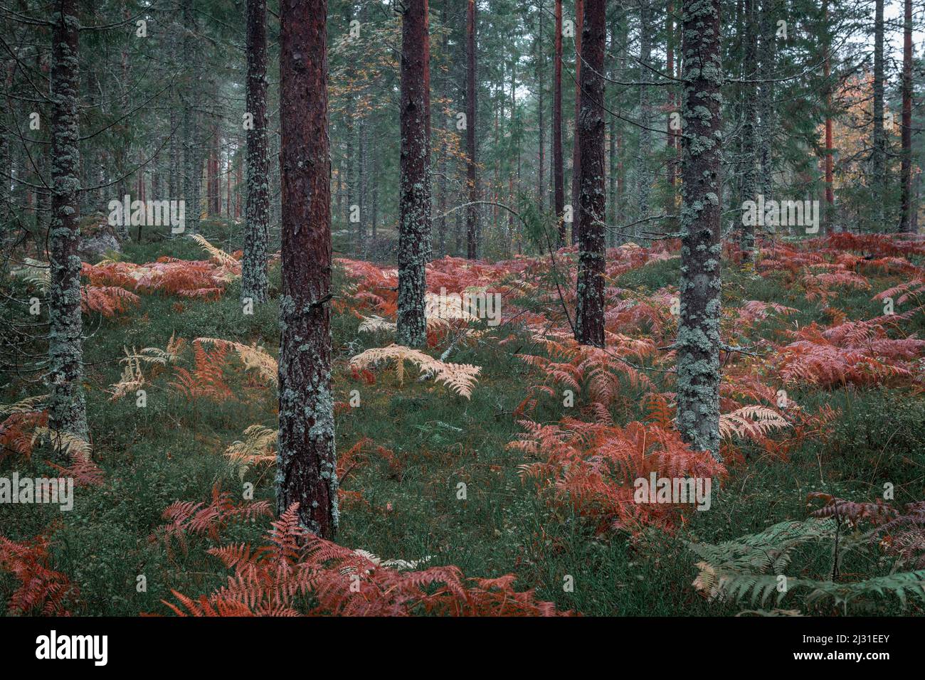 Swedish fern hi-res stock photography and images - Alamy