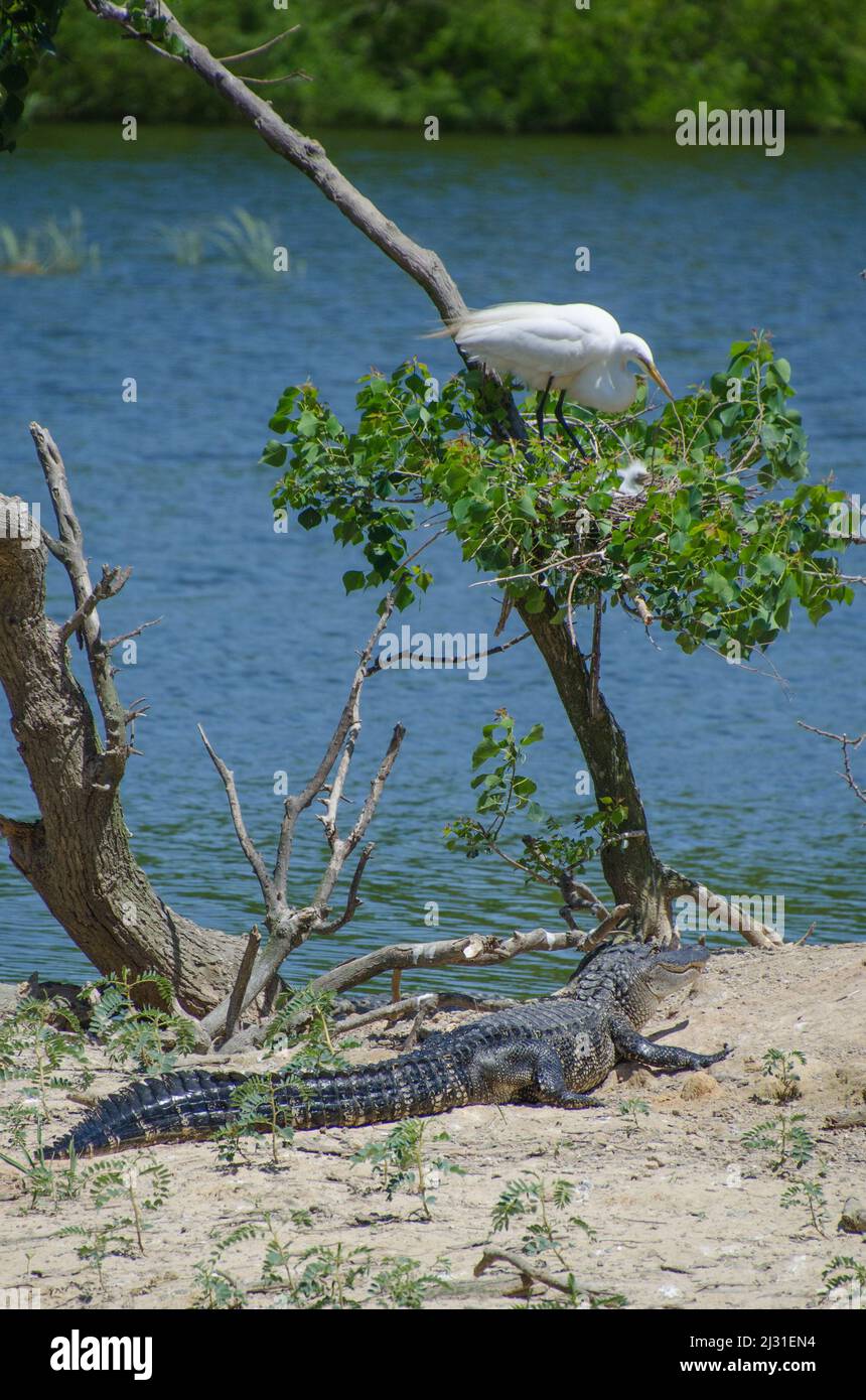 A great egret parent caring for its chick while a waiting alligator ...