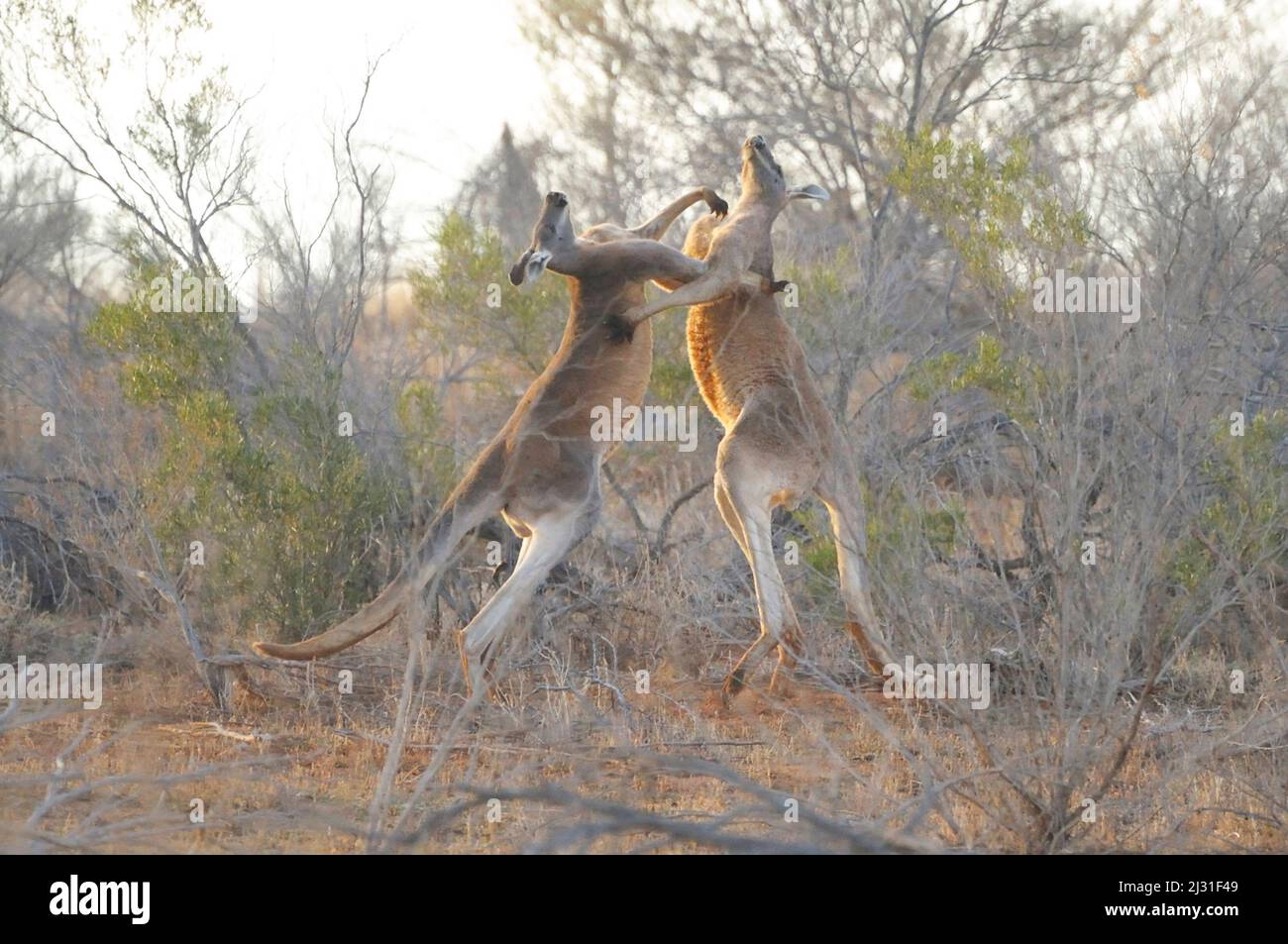 Kangaroos fighting hi-res stock photography and images - Alamy