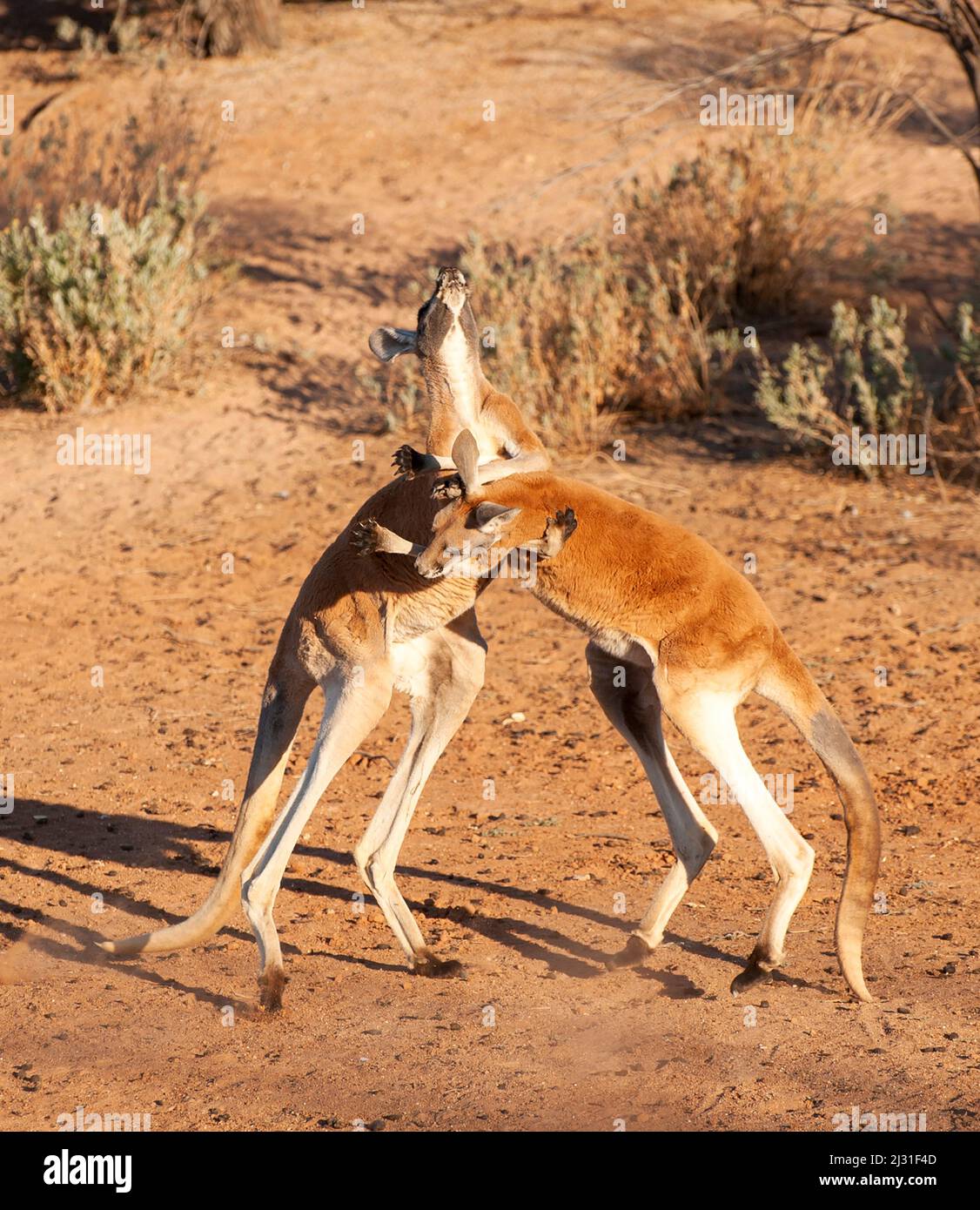 Kangaroos fighting hi-res stock photography and images - Alamy