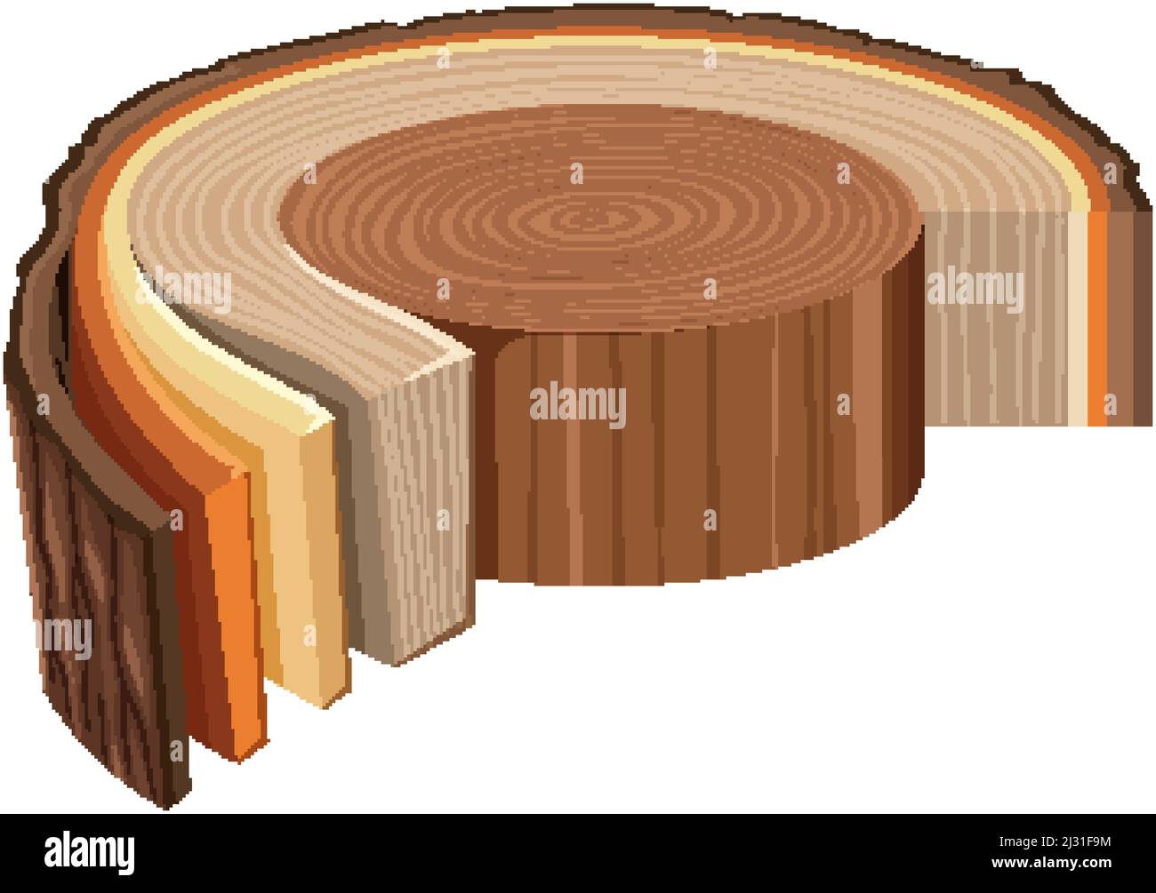 Anatomy of tree trunk illustration Stock Vector Image & Art - Alamy