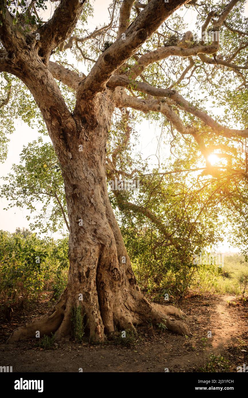 Backlit tree, Tsingy de Bemaraha National Park, Madagascar, Mahajanga ...