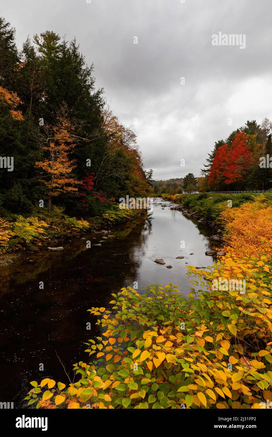 A vertical scenic view of a stream flowing through colorful plants on a ...