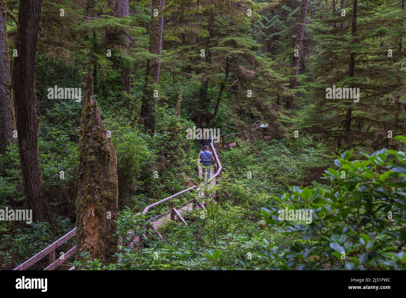 Pacific Rim National Park; Rainforest Trail Stock Photo - Alamy
