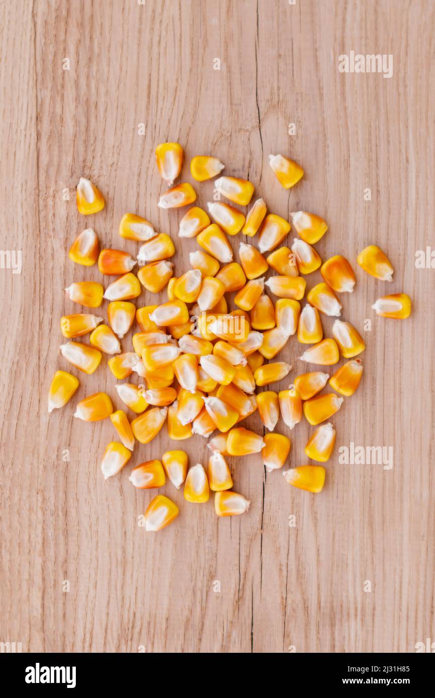 Heap of raw corns seeds, maize or sweetcorn kernels top view on wooden ...