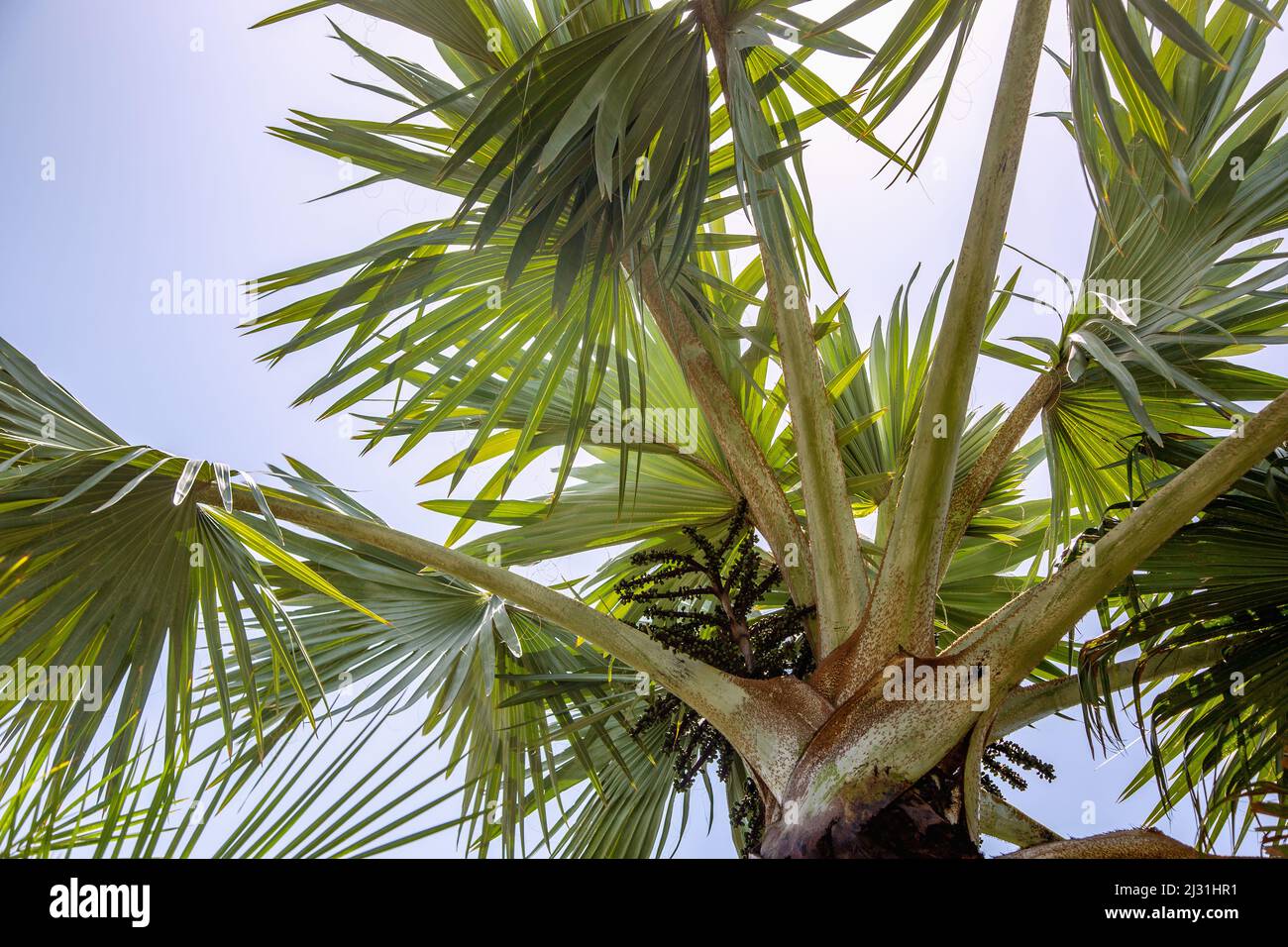 Bismarck palm, Bismarckia nobilis Stock Photo - Alamy