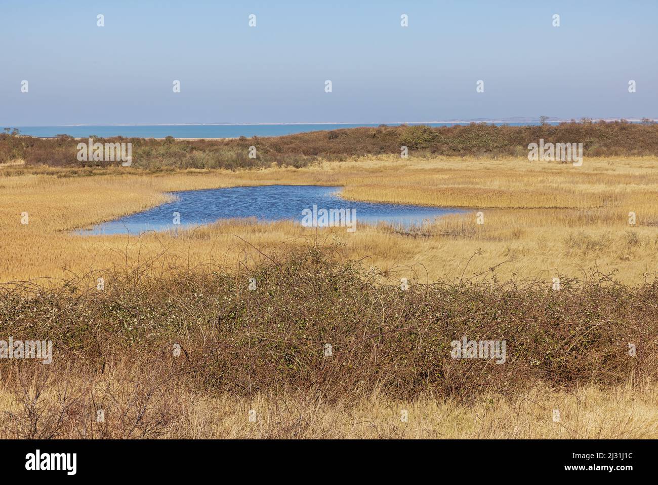 Puddle isolated by dunes in the black polder at the mouth of the ...