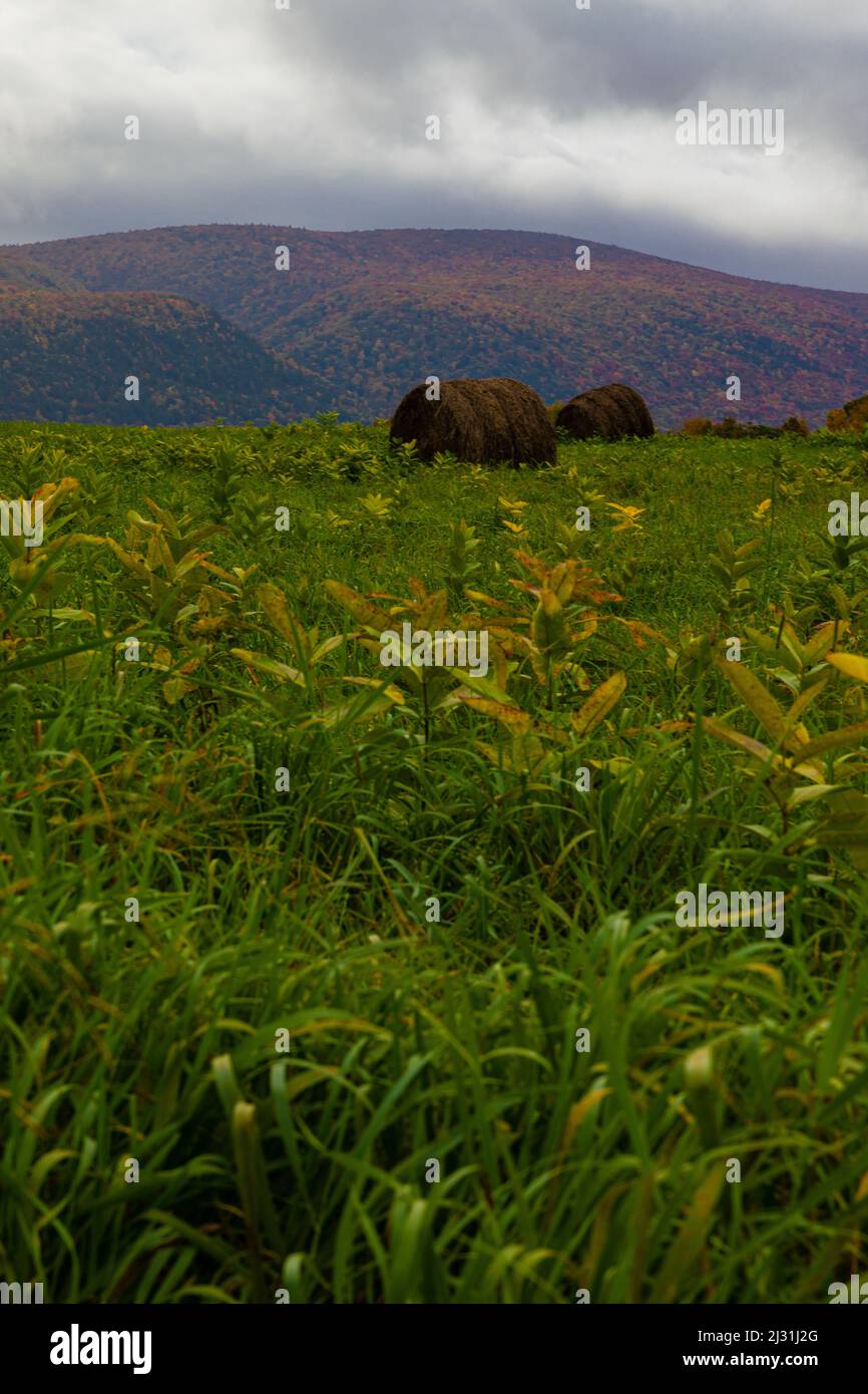 A vertical shot of round hay storage in a green field on a cloudy sky ...