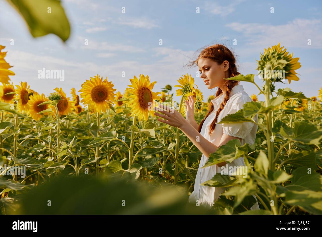 woman with pigtails looking in the sunflower field unaltered Stock ...