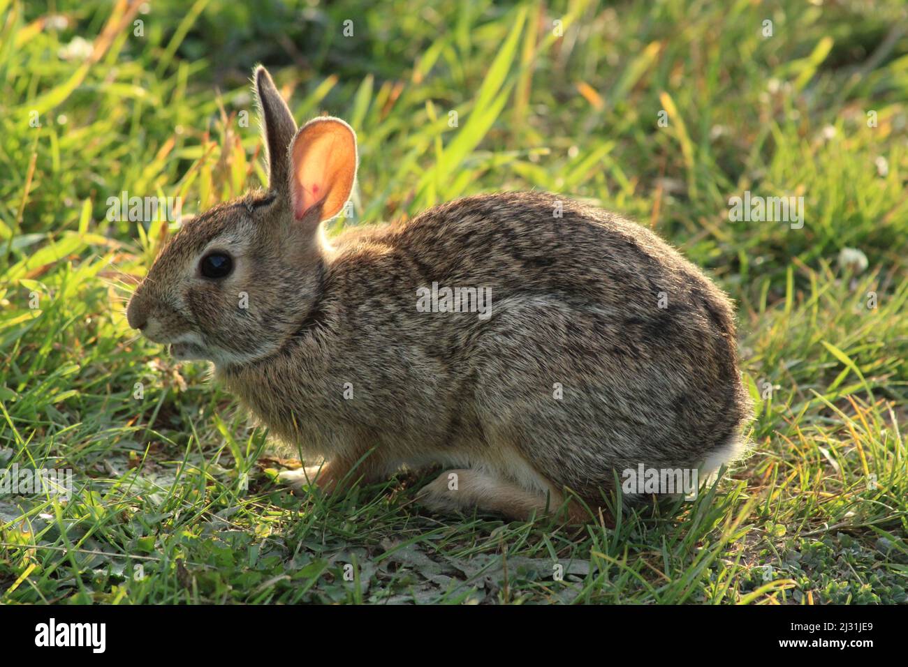 Doe rabbit with grass hi-res stock photography and images - Alamy