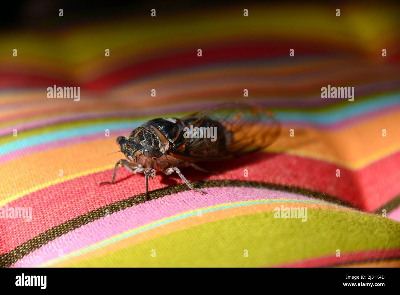 Cicada in provence Stock Photo - Alamy