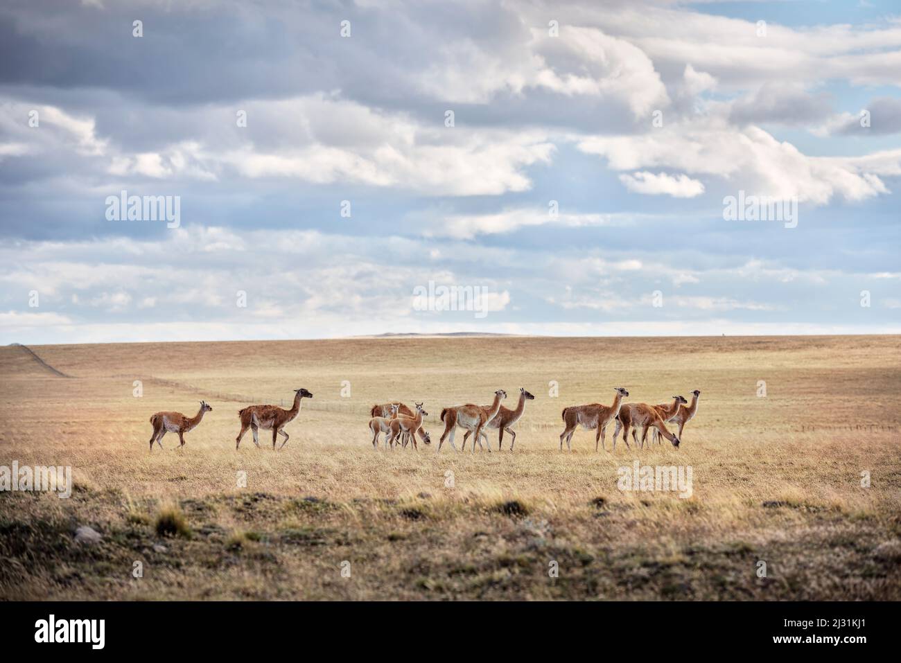 Guanaco herd in the steppe landscape around the volcanic field of Pali ...