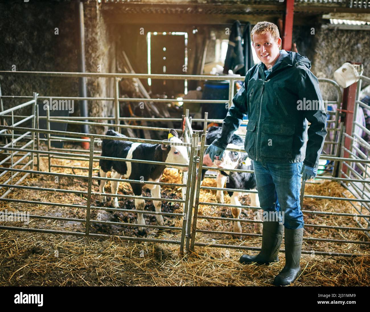 Quality farming produces quality cows. Shot of a farmer tending to the ...